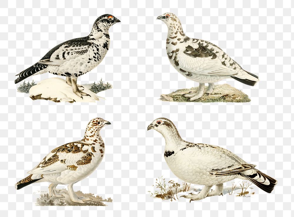Grouse png vintage drawing collection | Free PNG - rawpixel