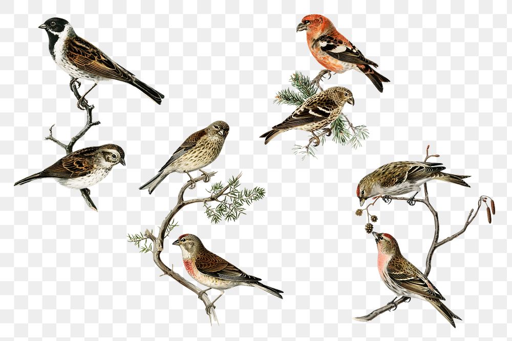 Colorful perching birds png vintage | Free PNG - rawpixel