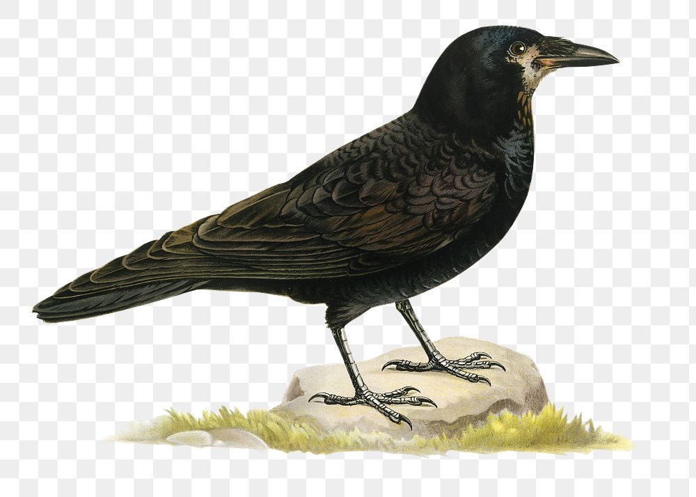 Transparent sticker raven bird hand | Free PNG Sticker - rawpixel