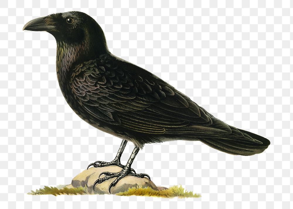 Transparent sticker raven bird hand | Free PNG Sticker - rawpixel