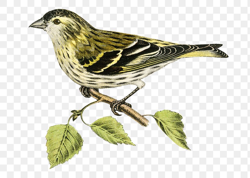 Png sticker eurasian siskin bird | Premium PNG Sticker - rawpixel
