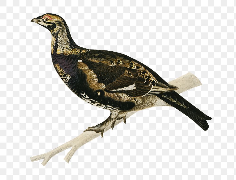 Png sticker willow ptarmigan/black grouse | Free PNG Sticker - rawpixel