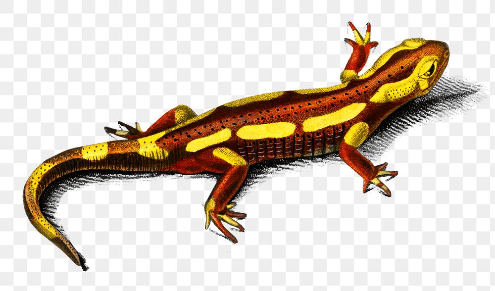 Salamander Images | Free Photos, PNG Stickers, Wallpapers & Backgrounds ...