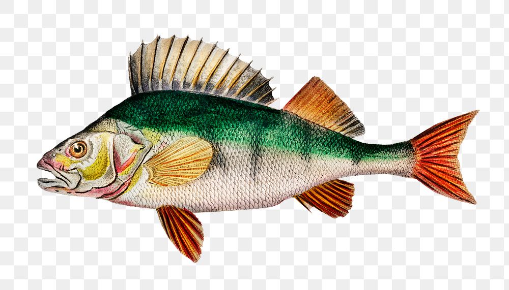 Vintage European perch png fish, | Free PNG Sticker - rawpixel