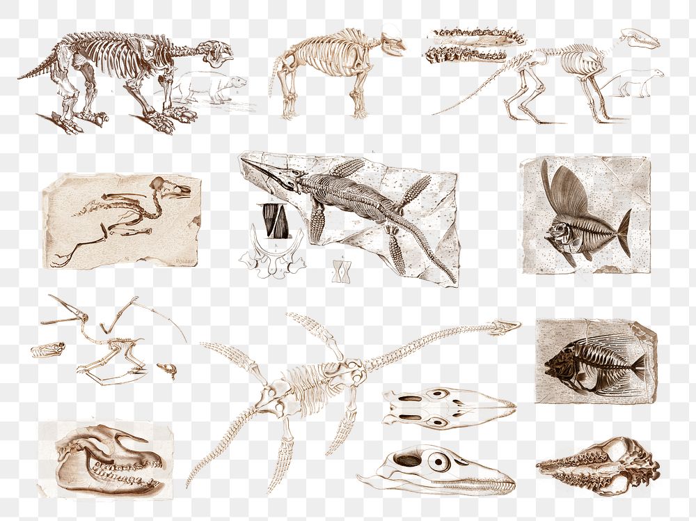 Vintage extinct animal fossils png, | Free PNG - rawpixel