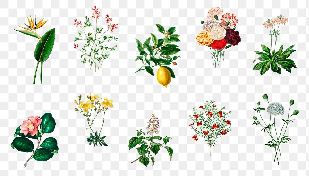 Vintage botanical png hand drawn | Free PNG Sticker - rawpixel