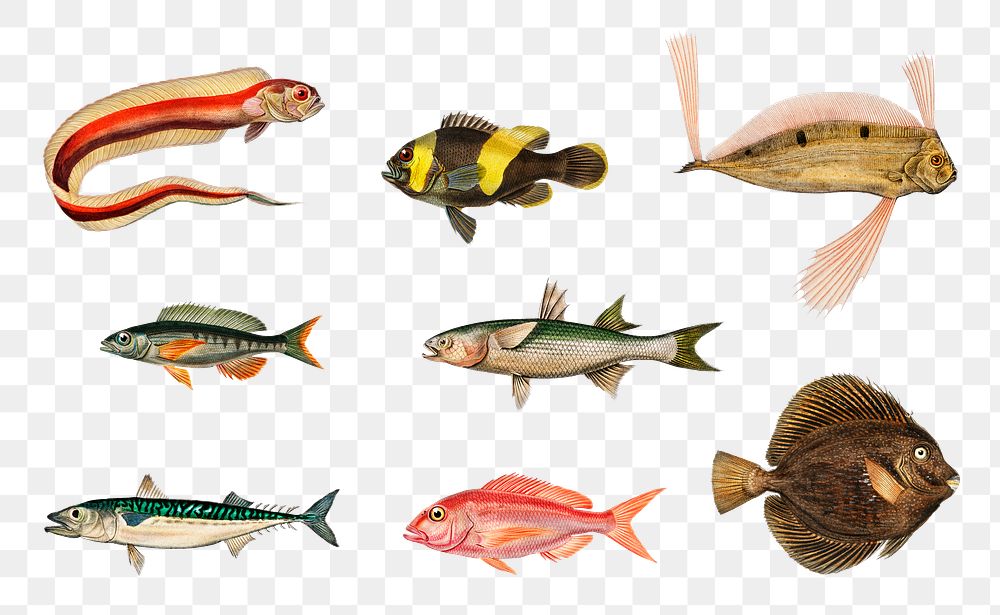 Yellowfin Images | Free Photos, PNG Stickers, Wallpapers & Backgrounds ...