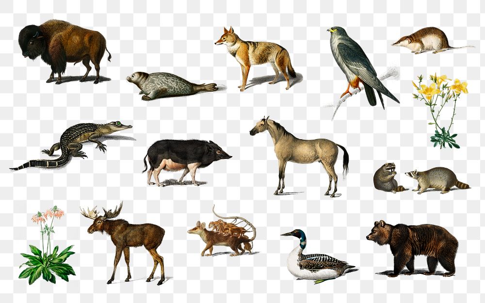 Wild animal png hand drawn | Premium PNG - rawpixel