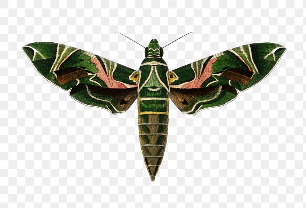 Vintage Oleander hawk moth png, | Premium PNG Sticker - rawpixel
