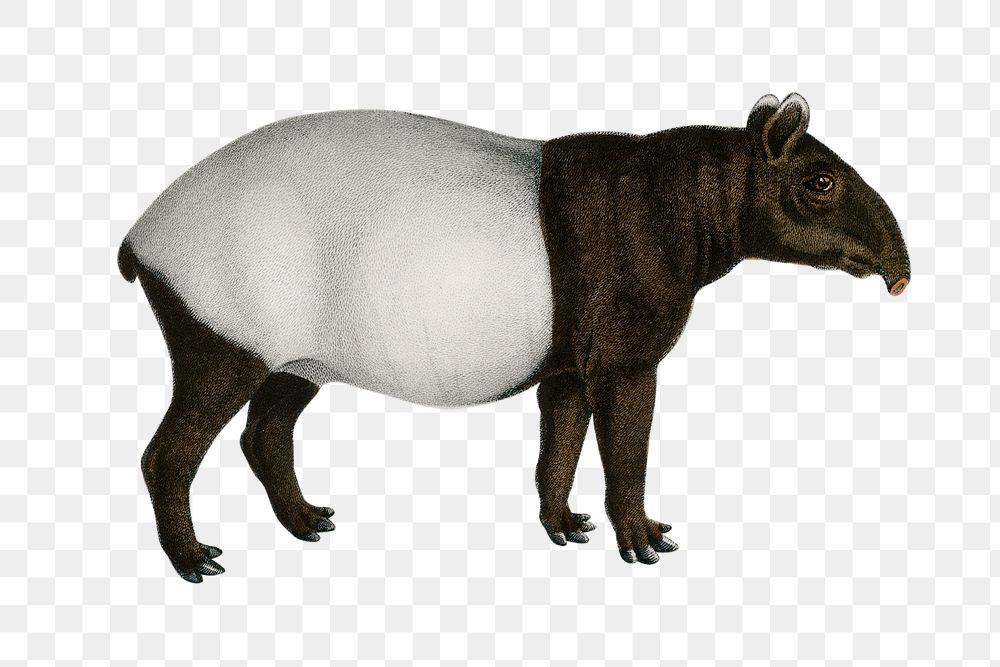 Vintage Malayan tapir png animal, | Free PNG Sticker - rawpixel