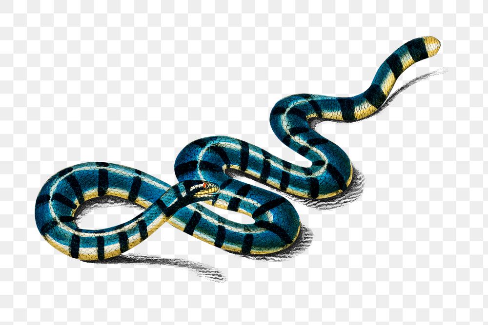 Vintage yellow-lipped sea krait png | Free PNG Sticker - rawpixel