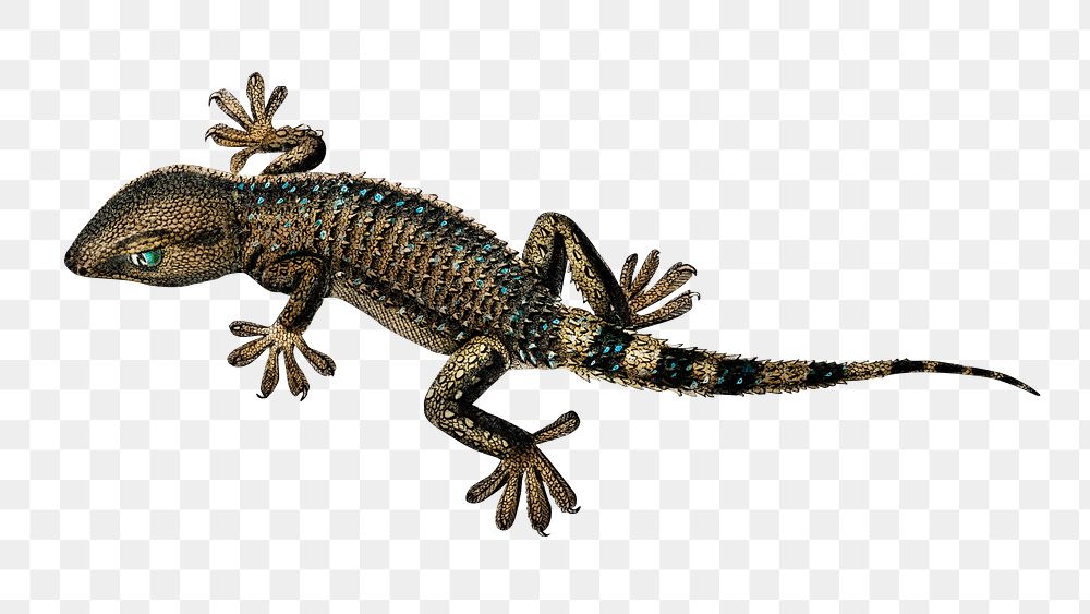 Vintage lilford's wall lizard png | Premium PNG Sticker - rawpixel