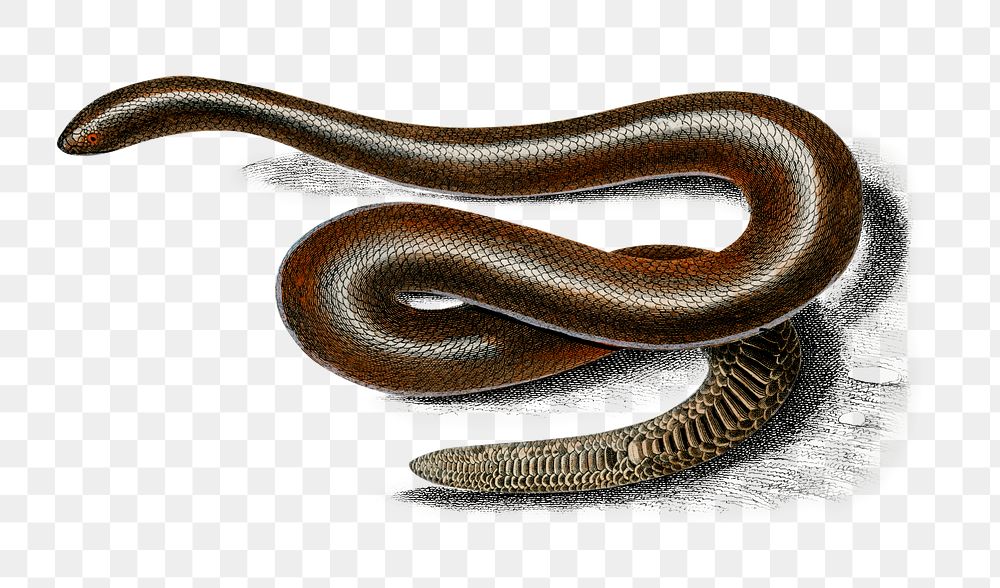 Eryx Images | Free Photos, PNG Stickers, Wallpapers & Backgrounds ...