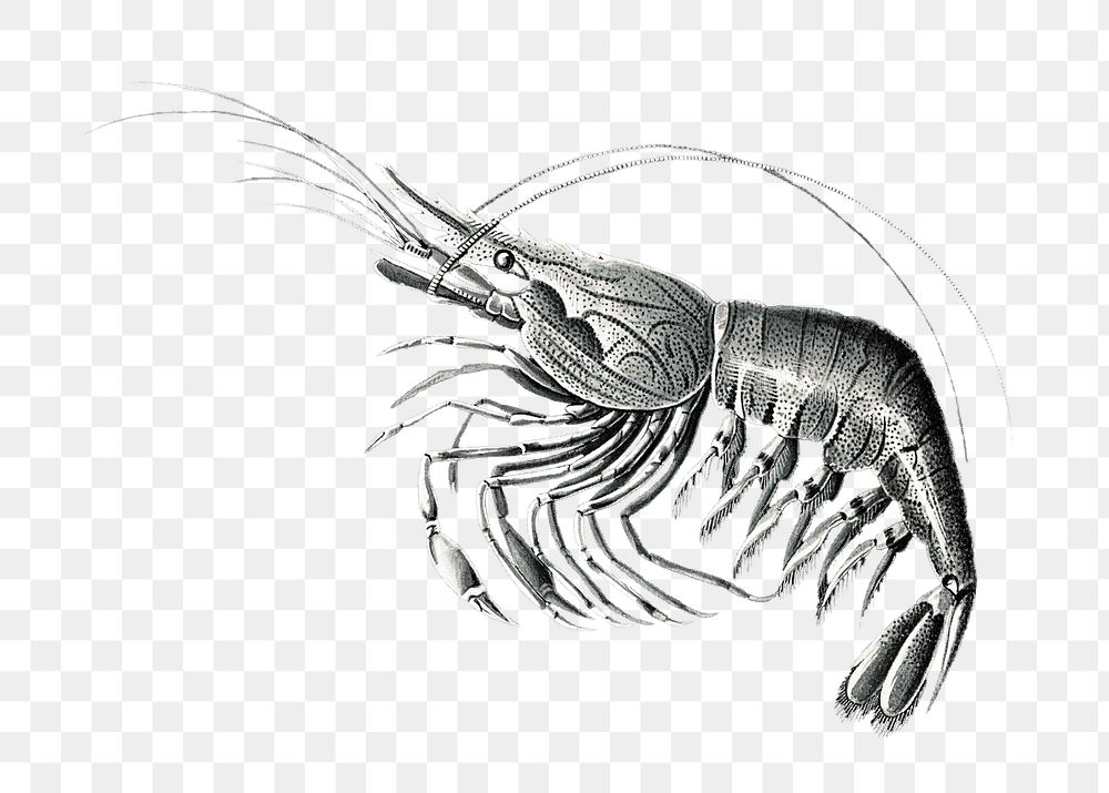 Vintage prawn drawing transparent png | Premium PNG Sticker - rawpixel