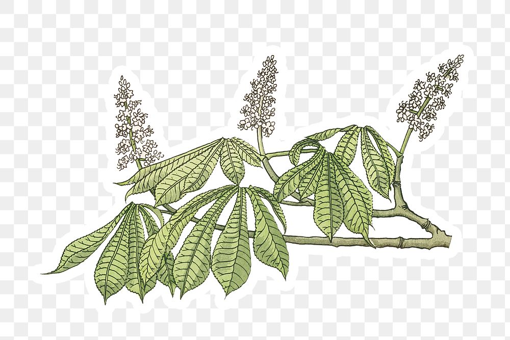 Vintage chestnut flower sticker with white | Free PNG Sticker - rawpixel