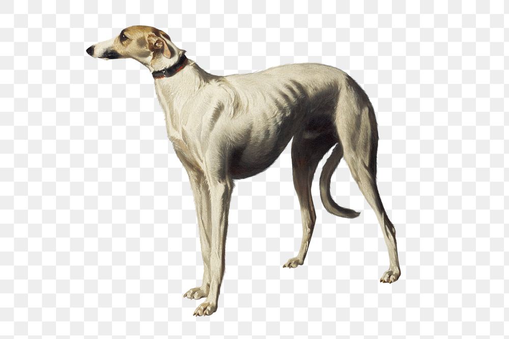 Vintage illustration of a Greyhound | Premium PNG Sticker - rawpixel