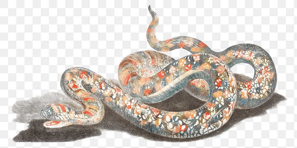 Png snake sticker wild animal | Premium PNG Sticker - rawpixel