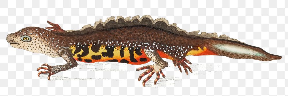 Png sticker warted newt vintage | Free PNG Sticker - rawpixel