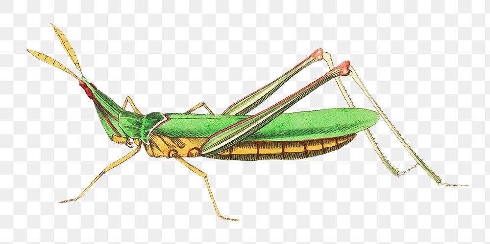 Png hand drawn green locust | Free PNG Sticker - rawpixel