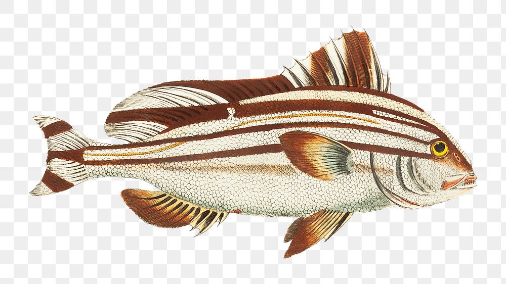 Png hand drawn fish clipart | Premium PNG Sticker - rawpixel