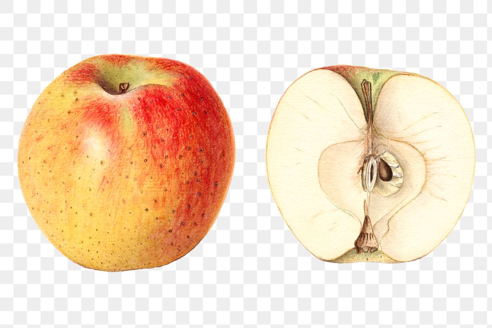 Vintage apples transparent png. Digitally | Free PNG Sticker - rawpixel