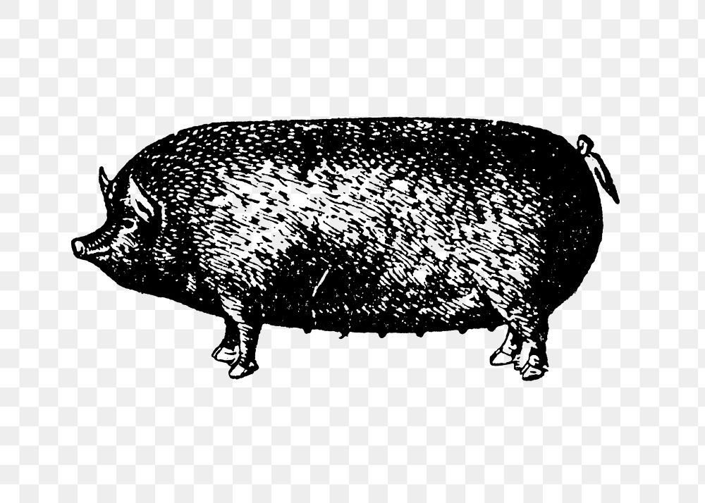 Pig sticker png, black ink | Premium PNG - rawpixel