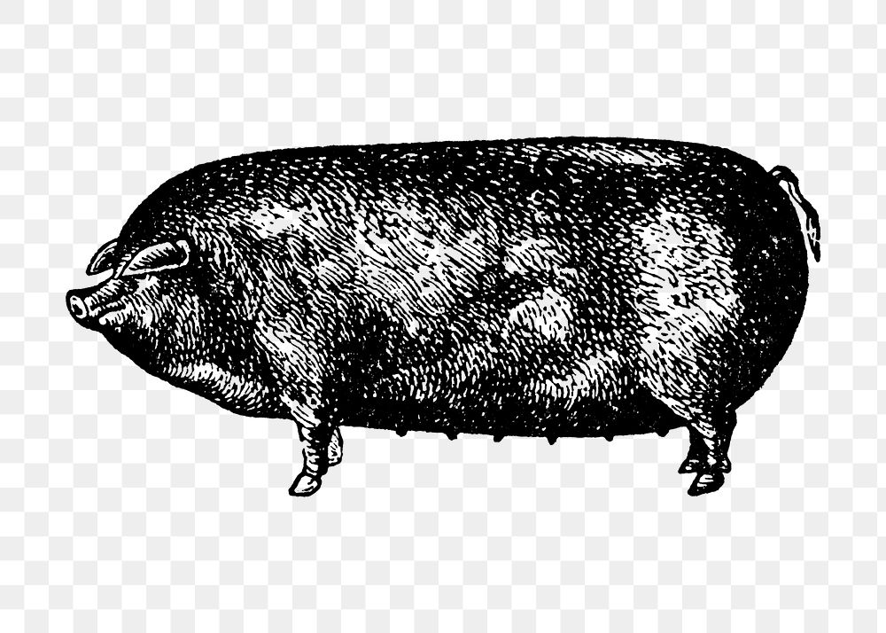 Pig sticker png, black ink | Premium PNG - rawpixel