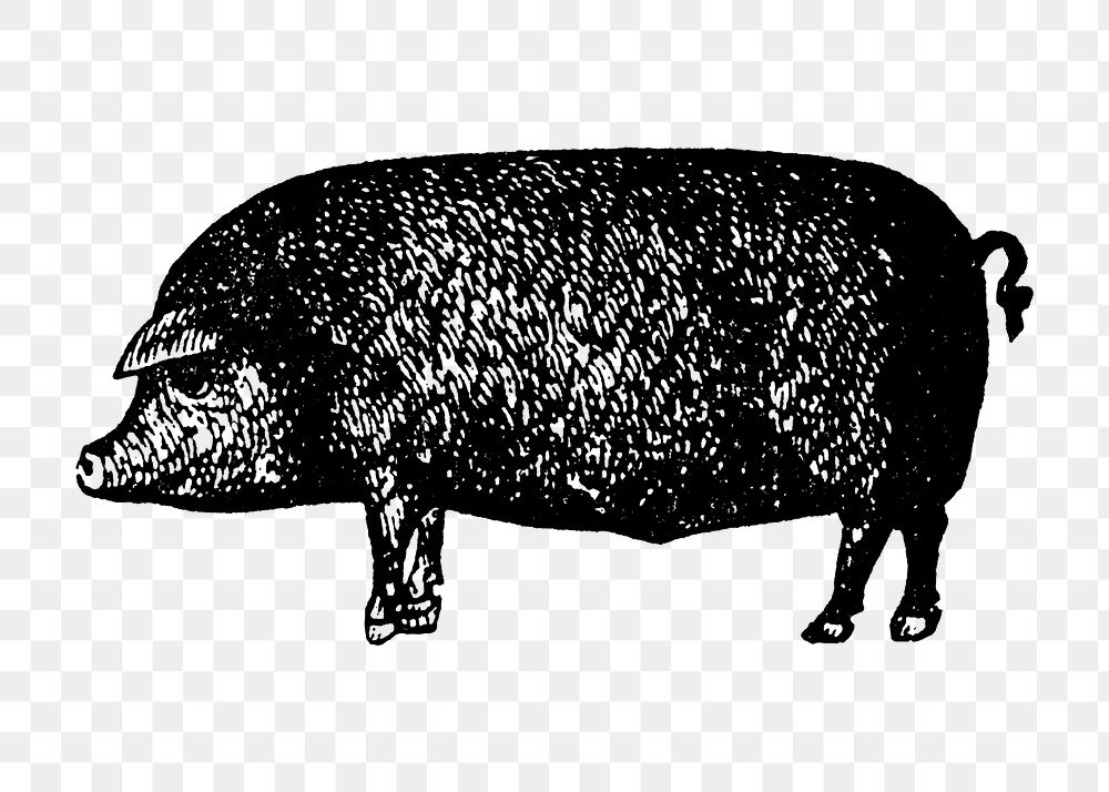 Pig sticker png, black ink | Premium PNG - rawpixel