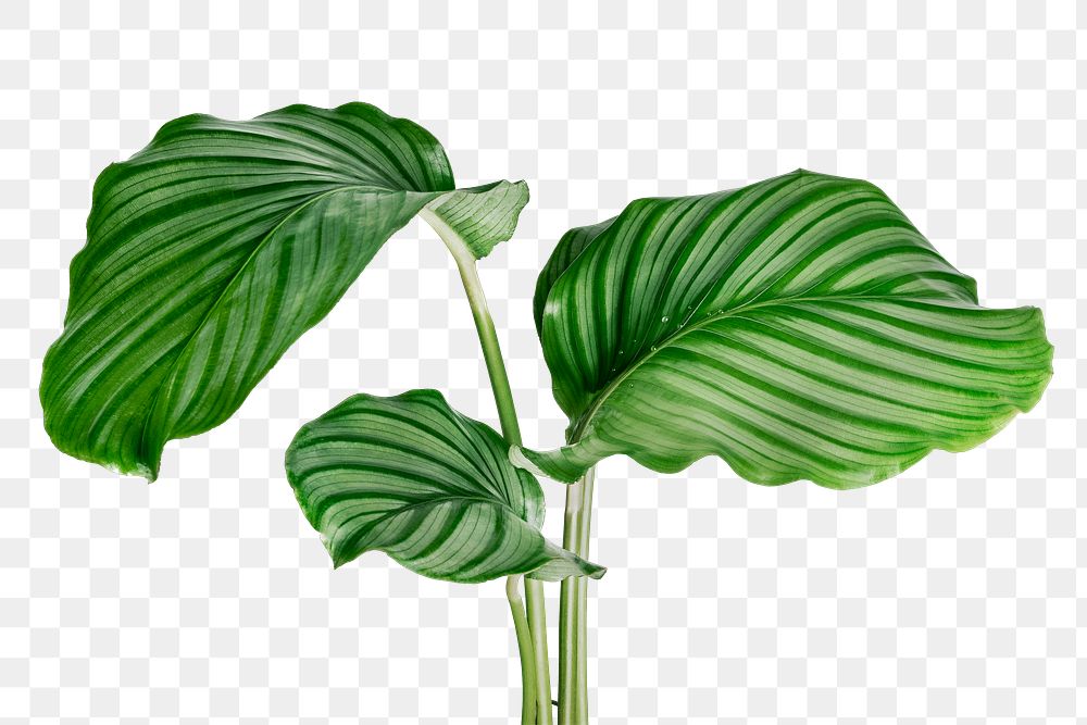 Calathea Orbifolia leaf transparent png | Premium PNG Sticker - rawpixel