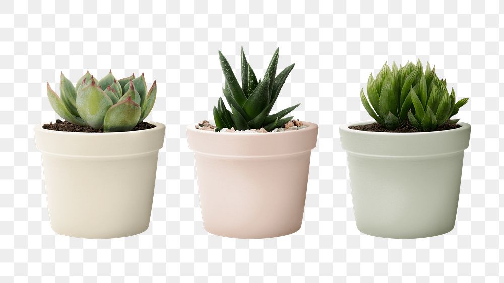 Small succulent plants png mockup | Premium PNG - rawpixel