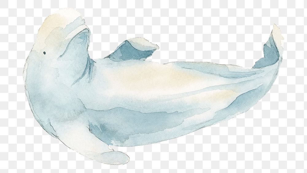 Watercolor painted beluga whale transparent | Premium PNG Sticker ...