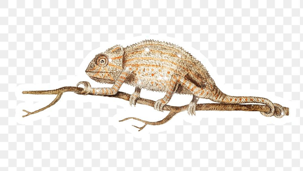 Hand drawn sparkling chameleon sticker | Free PNG Sticker - rawpixel