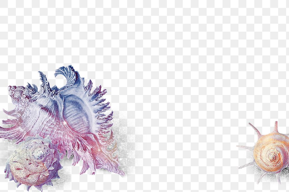 Vintage colorful seashell design element | Premium PNG - rawpixel