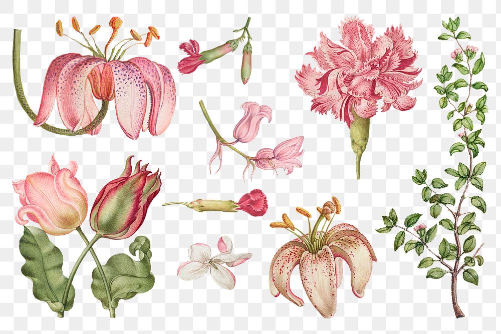 Blooming pink flowers png hand | Premium PNG - rawpixel