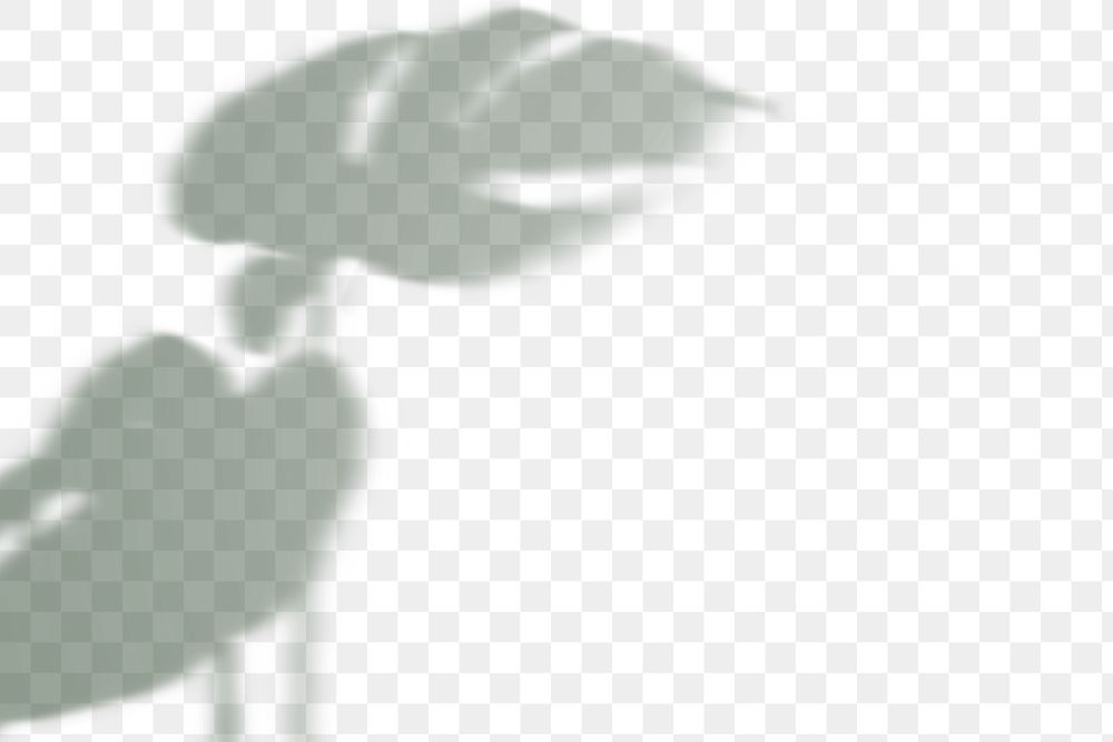 PNG monstera plant shadow design | Premium PNG - rawpixel