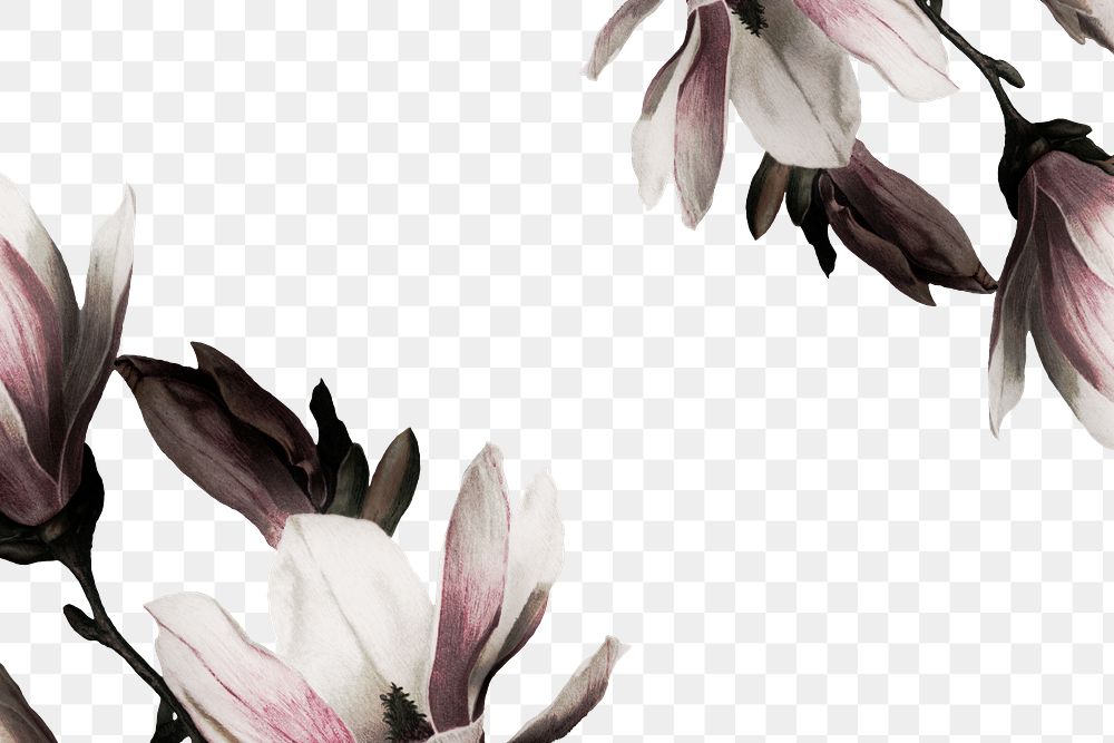 Png magnolia border transparent background | Free PNG - rawpixel