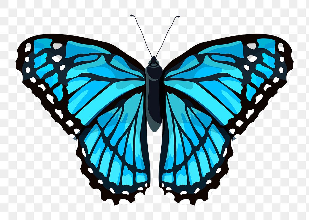 Blue Morpho butterfly png sticker, | Premium PNG Sticker - rawpixel