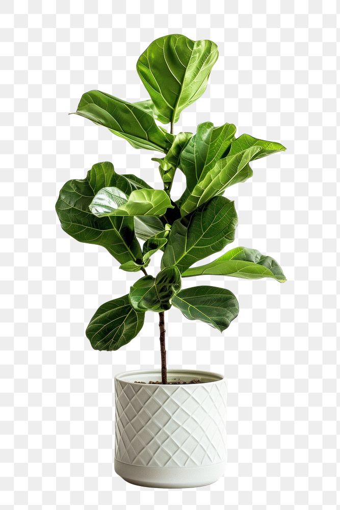 PNG Fiddle leaf fig loft | Free PNG - rawpixel