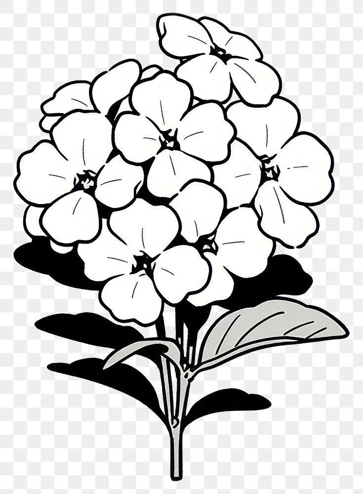 PNG Candytuft flower illustrated drawing | Free PNG - rawpixel