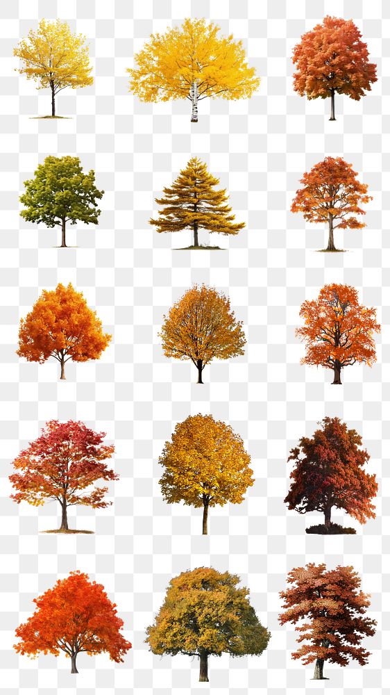Autumn tree elements png cut | Free PNG - rawpixel