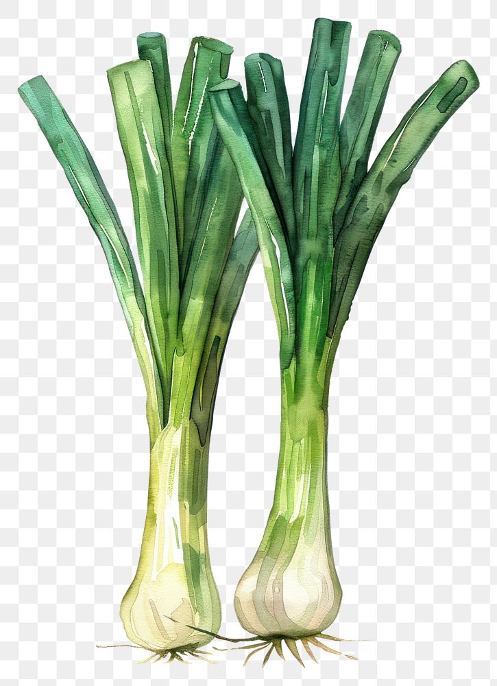 PNG Leek leek vegetable produce | Free PNG - rawpixel