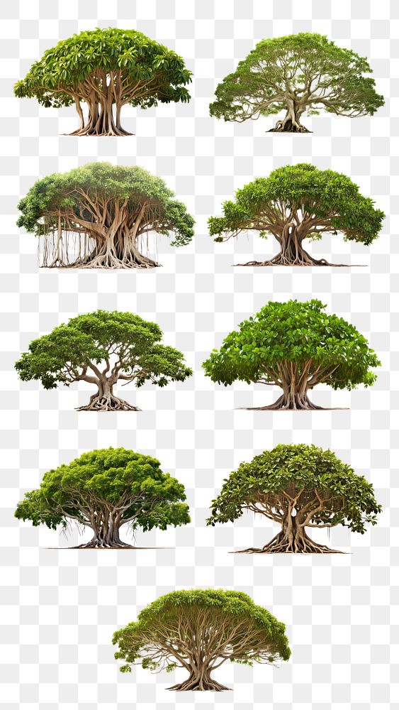 Banyan tree png element set, | Premium PNG - rawpixel