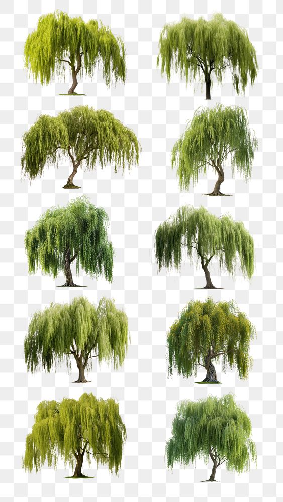 PNG willow tree set, transparent | Premium PNG - rawpixel
