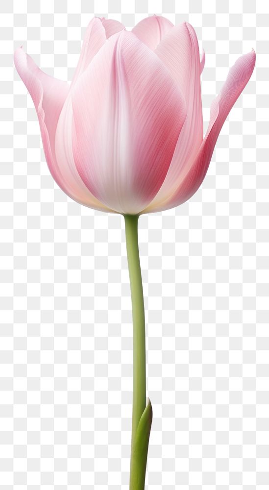 PNG Delicate pink tulip bloom | Free PNG - rawpixel
