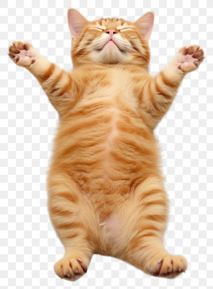 PNG Cat animal mammal kitten. | Premium PNG - rawpixel