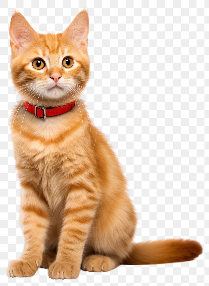 PNG Orange cat accessories accessory | Free PNG - rawpixel