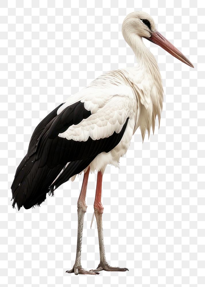 PNG Elegant stork white background | Free PNG - rawpixel