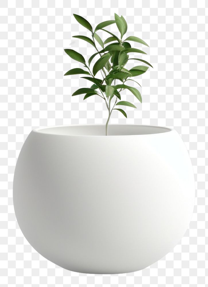 Minimalist white planter with plant | Free PNG - rawpixel