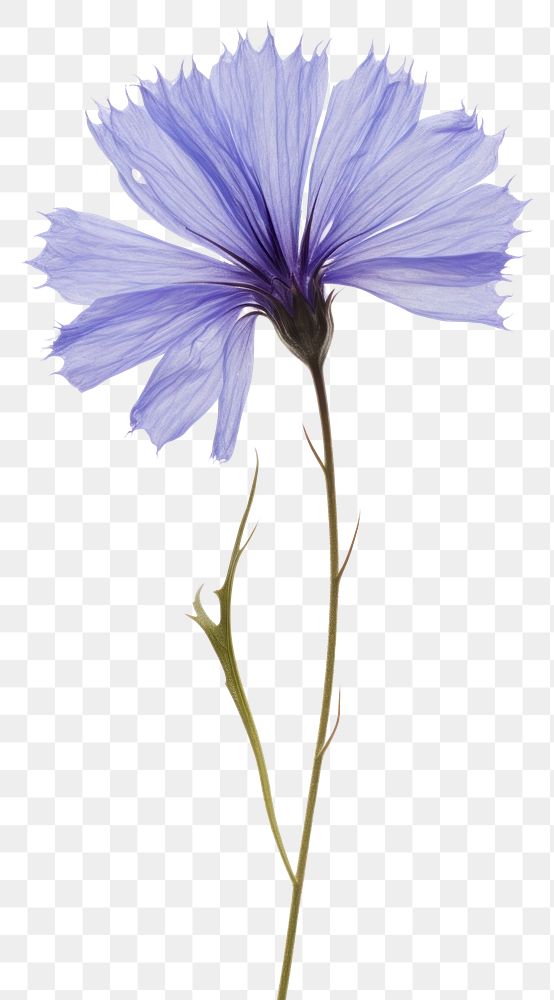 PNG Delicate purple flower stem | Premium PNG - rawpixel