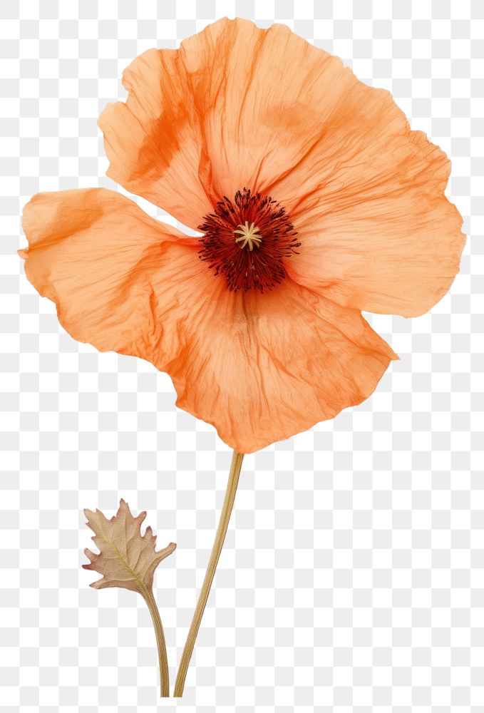 PNG Delicate orange poppy flower | Free PNG - rawpixel